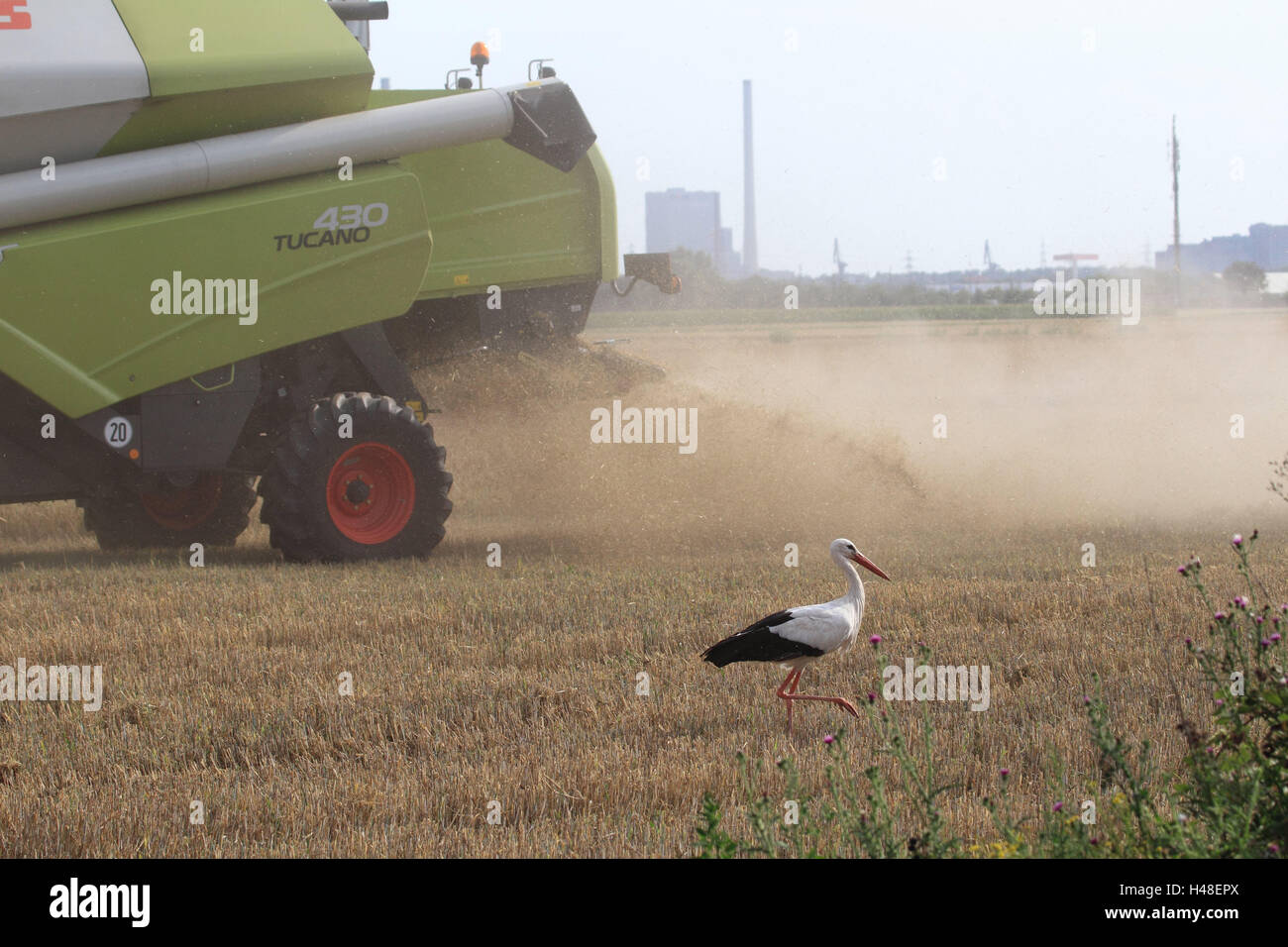 White stork, side view, grain field, combine harvesters, landscape ...