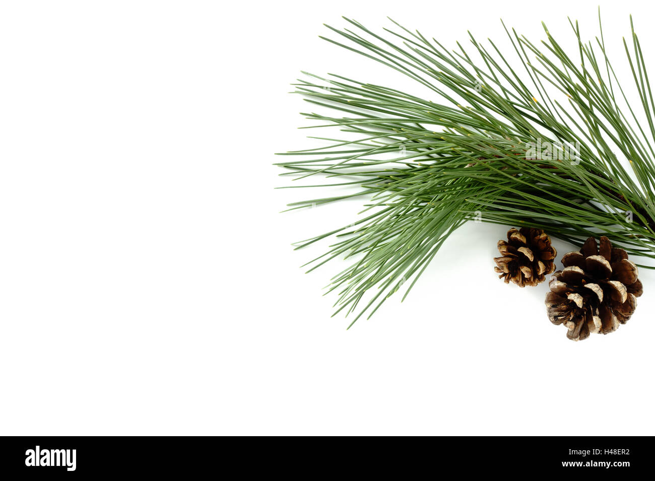 Pine needle arrangement hi-res stock photography and images - Alamy