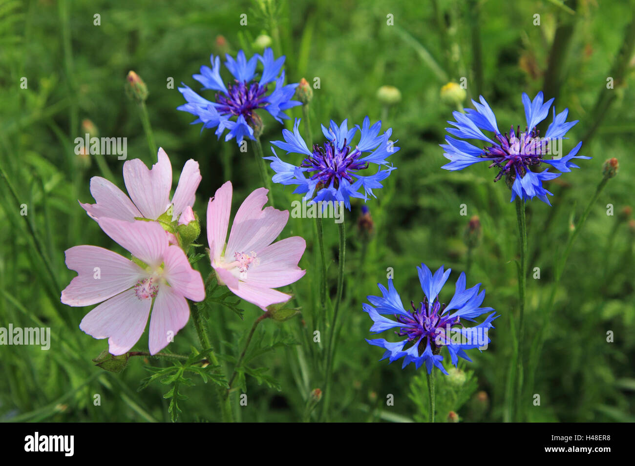dwarf mallow, cornflower, Centaurea cyanus, Malva neglecta, plant ...