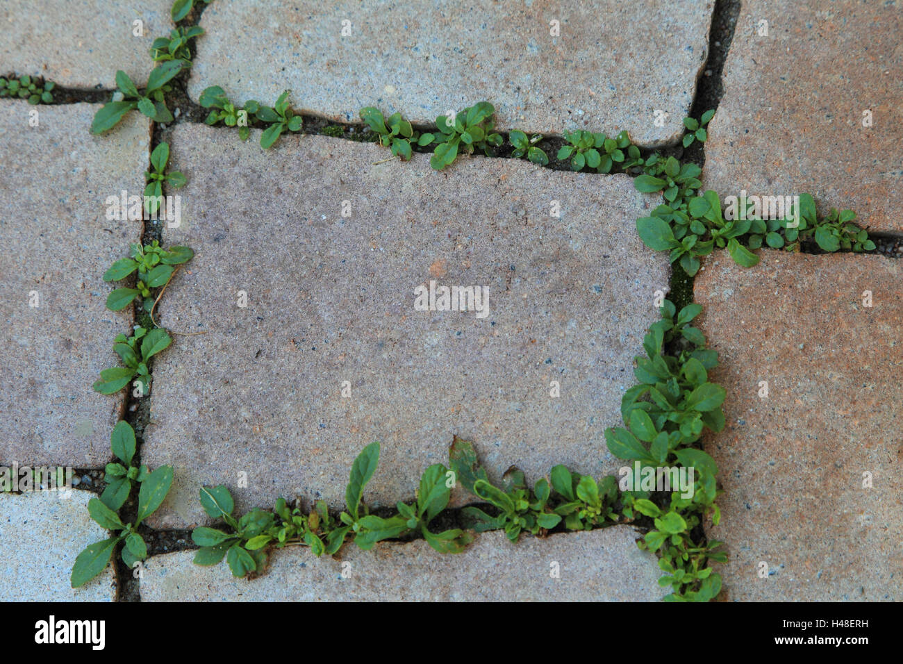Paving-stones, weed, green, landscape format, garden, stones, plant, to ...