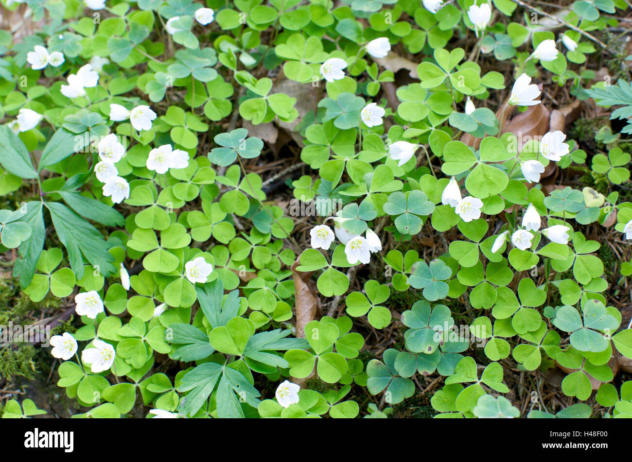 Sour clover plants hi-res stock photography and images - Alamy