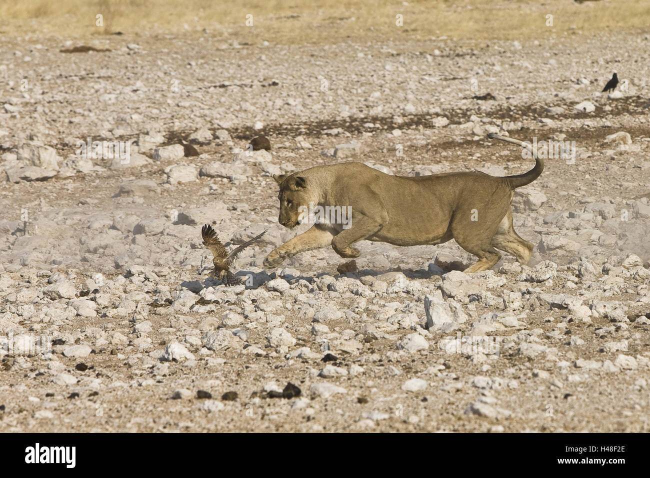 Lion hunting bird hi-res stock photography and images - Alamy