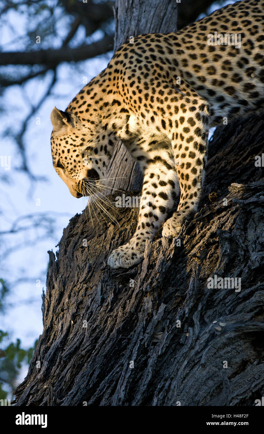 Leopard stands hi-res stock photography and images - Alamy