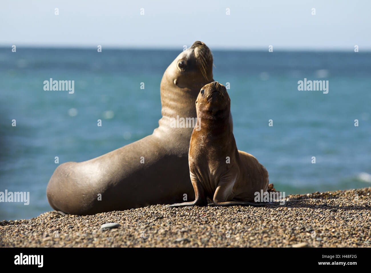 Mane seals, sea lioness with young animal Stock Photo - Alamy