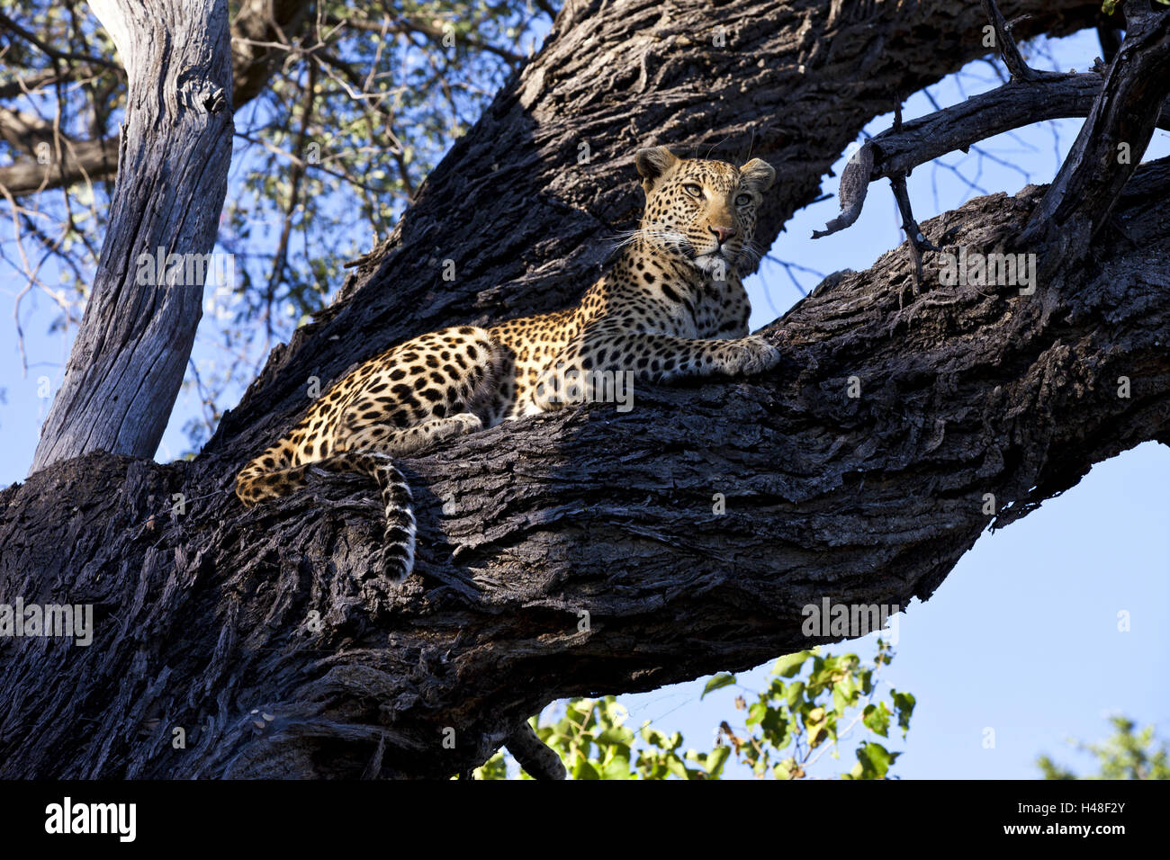 Leopard on tree botswana hi-res stock photography and images - Alamy