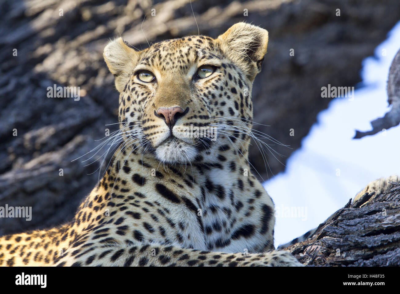 Leopard lies hi-res stock photography and images - Alamy