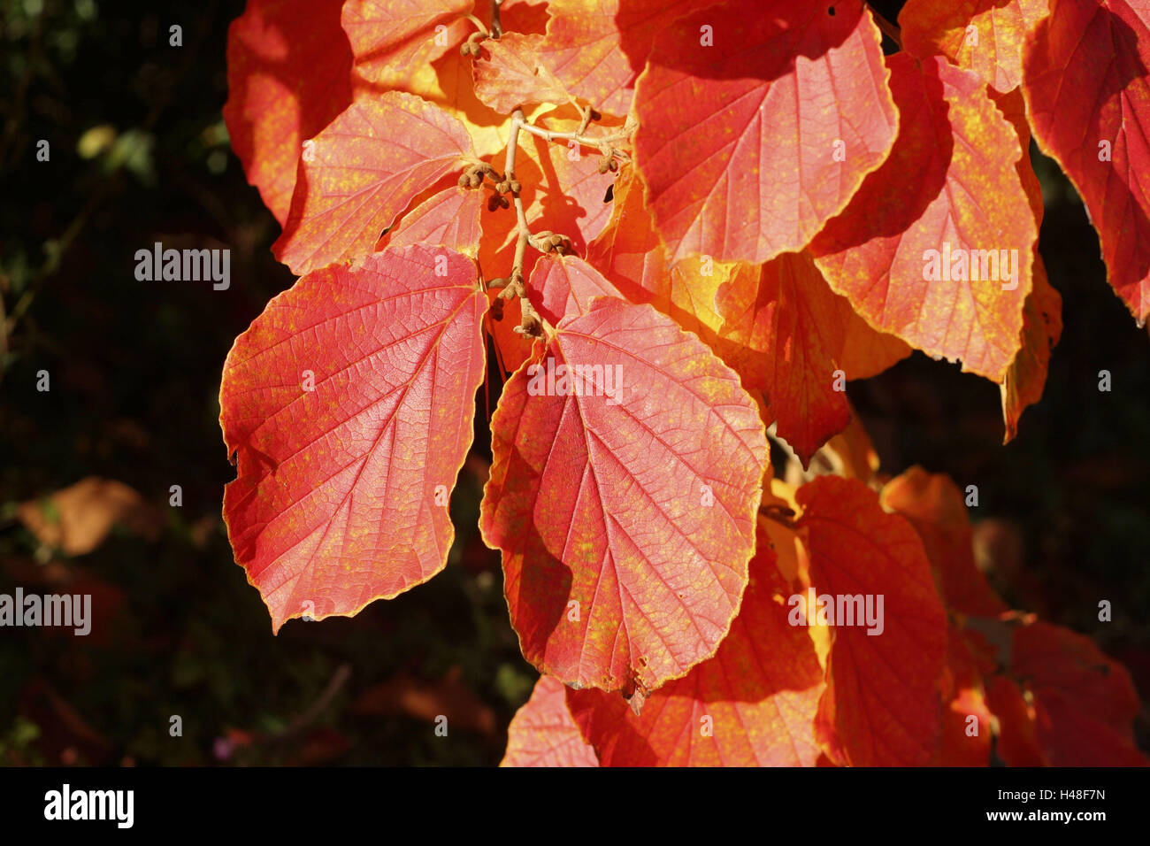 Autumn leaves, medium close-up Stock Photo - Alamy