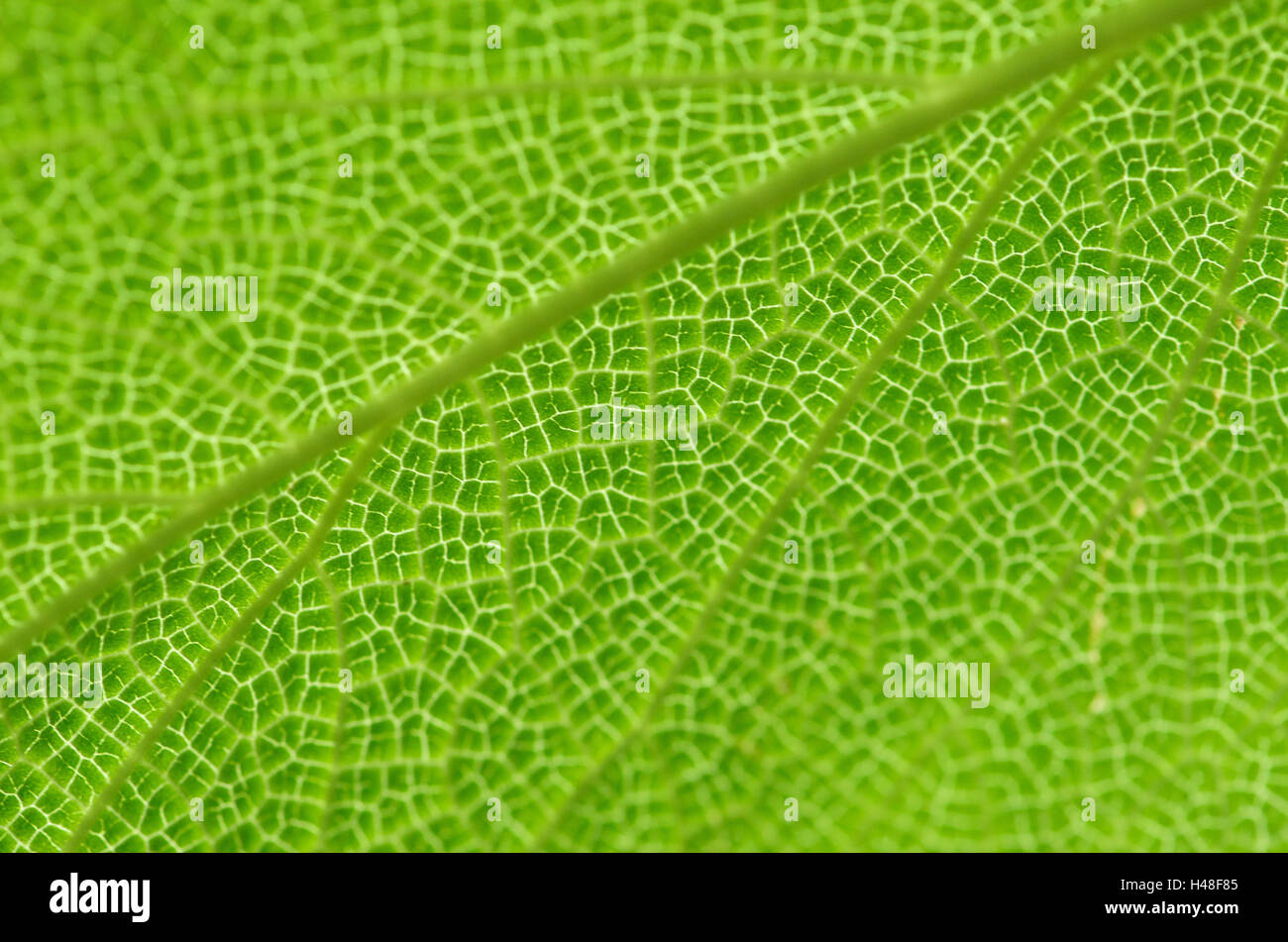 Leaves, structure, veins, close up Stock Photo - Alamy