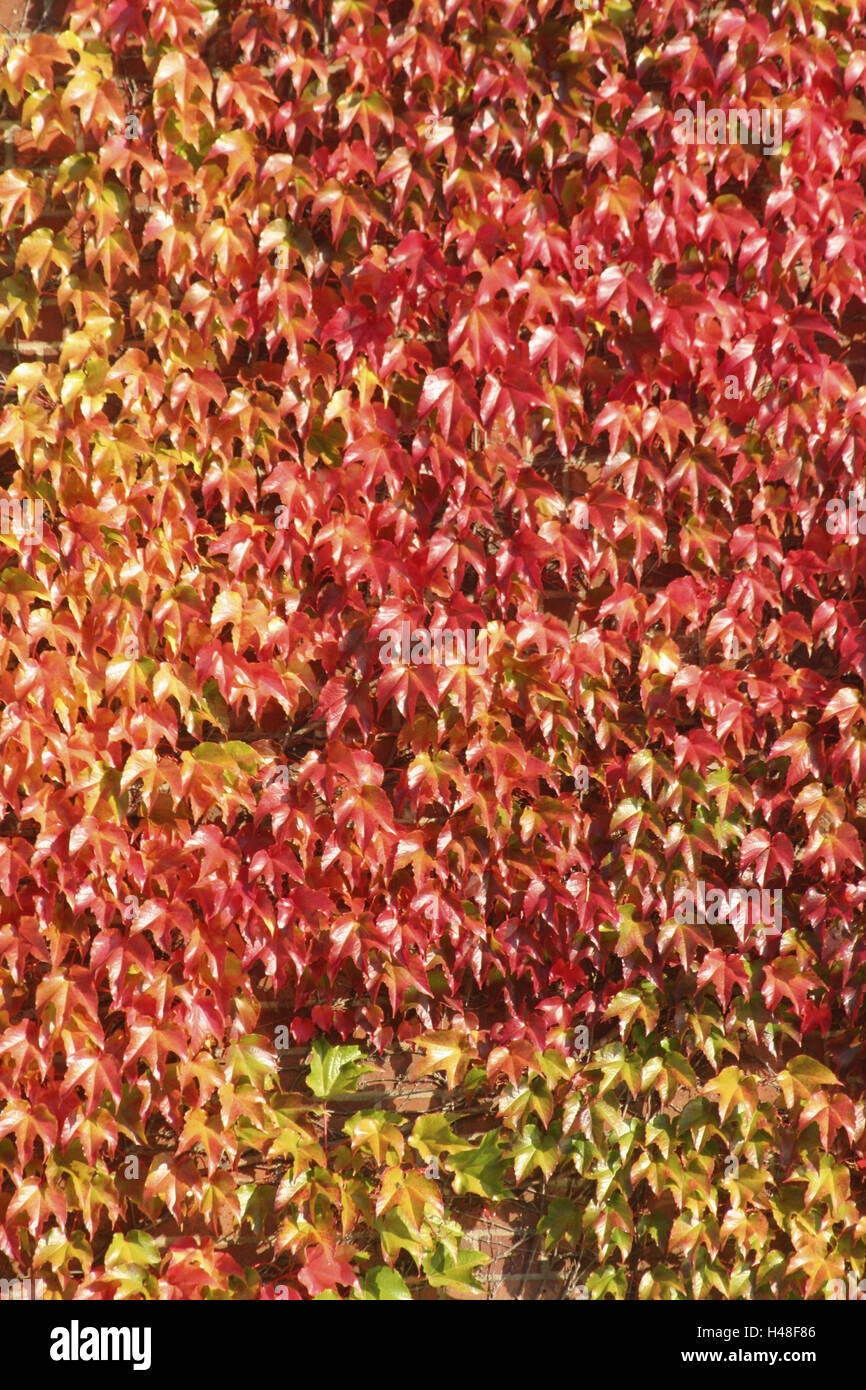 Autumn leaves, medium close-up Stock Photo - Alamy