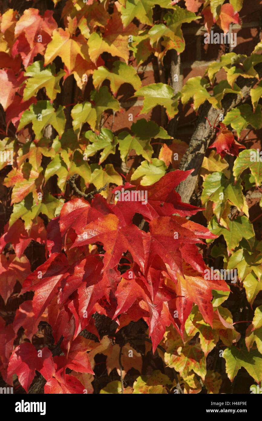 Autumn leaves, medium close-up Stock Photo - Alamy