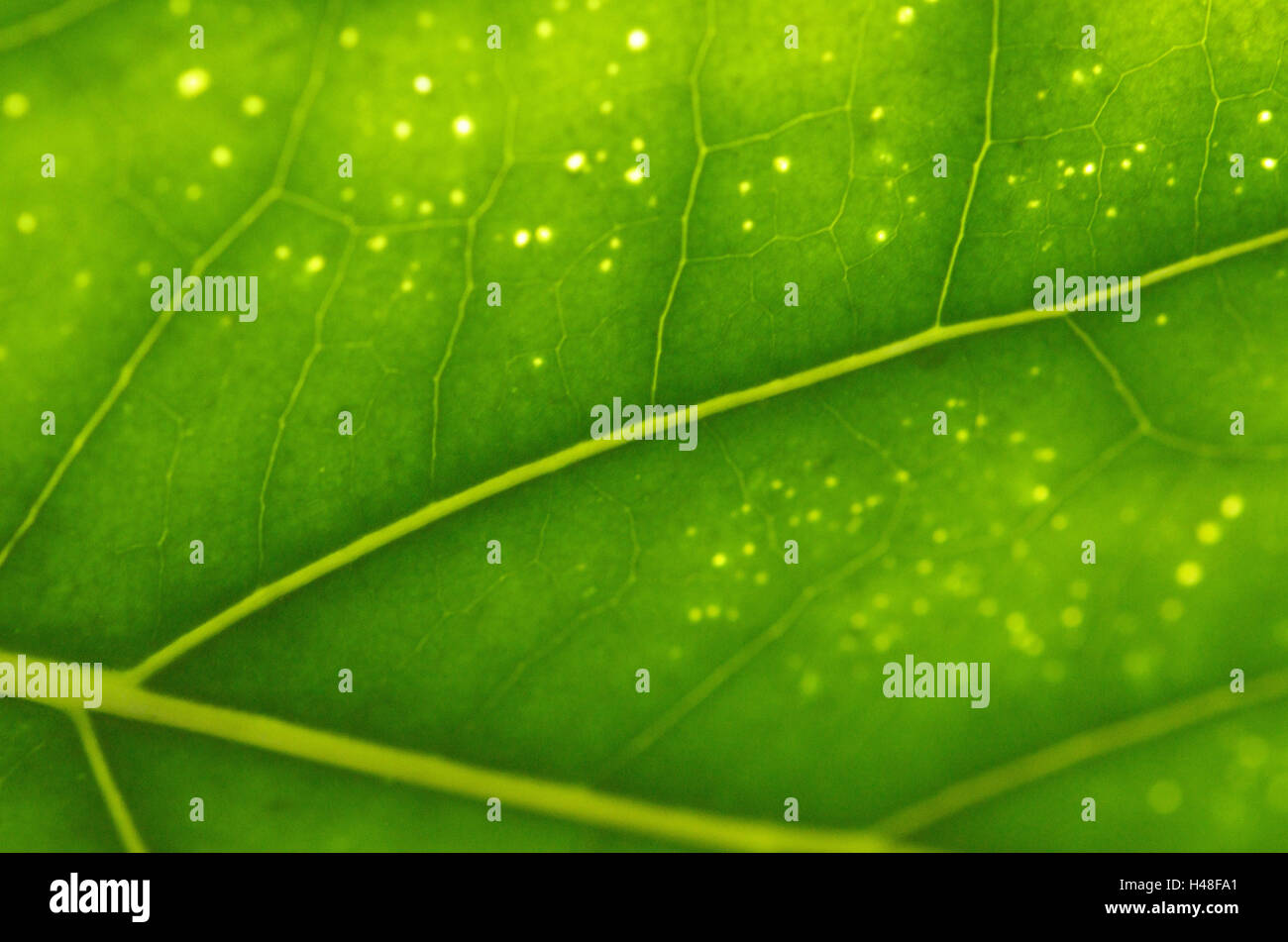 Leaf, leaf-veins, Oreopanax capitatus, close-up Stock Photo - Alamy