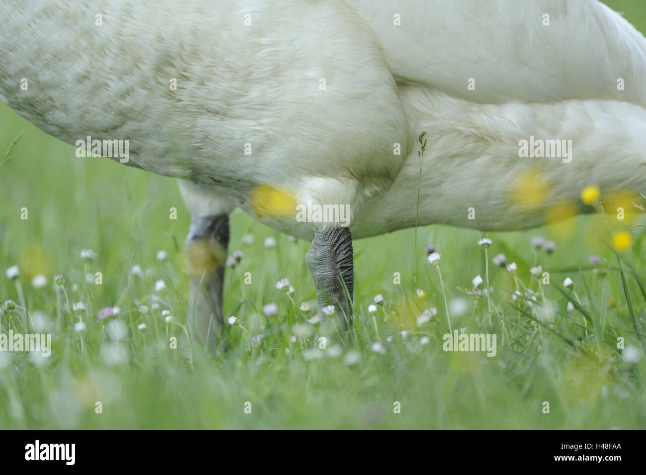 Swan feet hi-res stock photography and images - Alamy