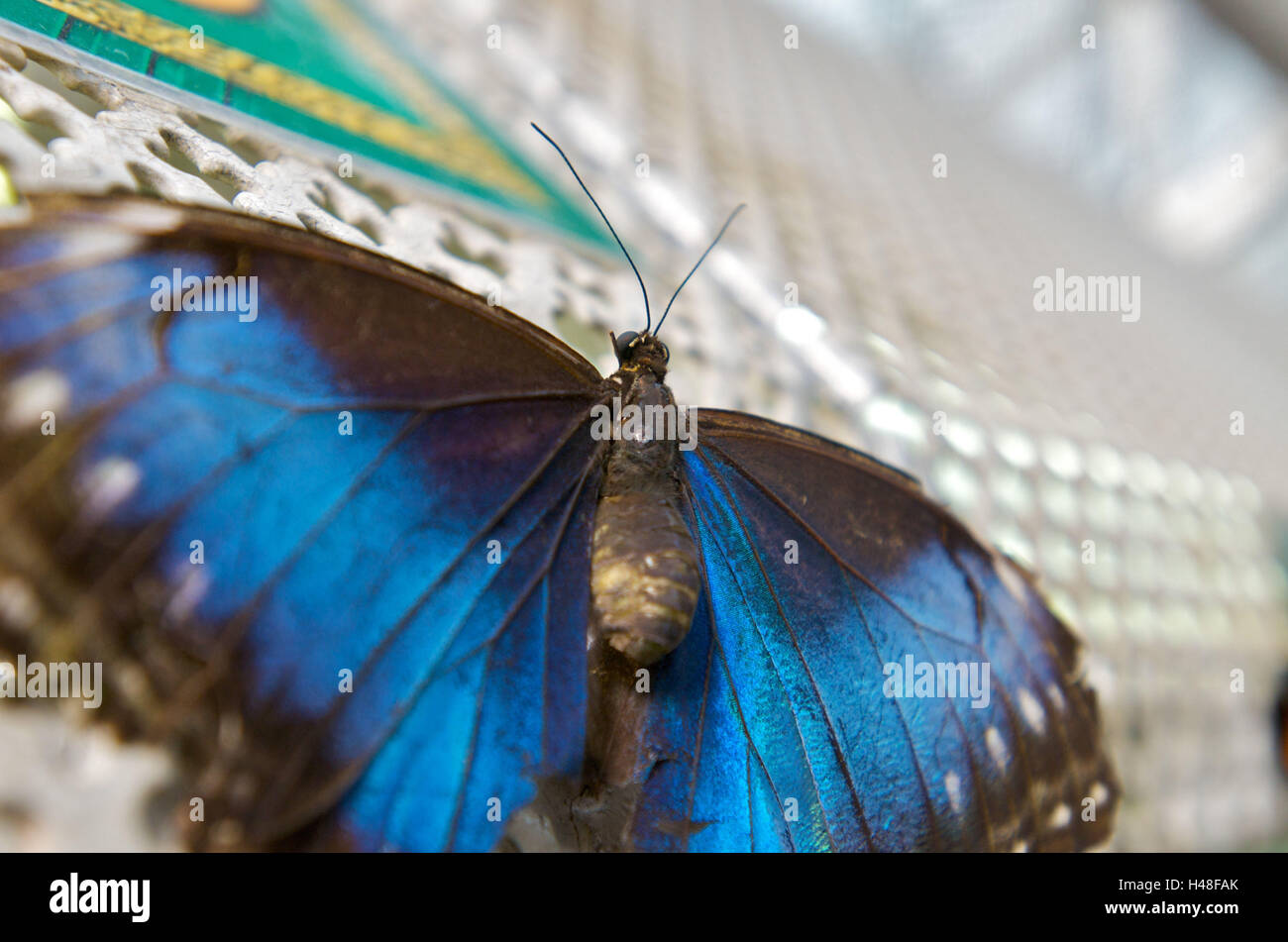 Butterfly, Purple Emperor, Apatura iris Stock Photo - Alamy