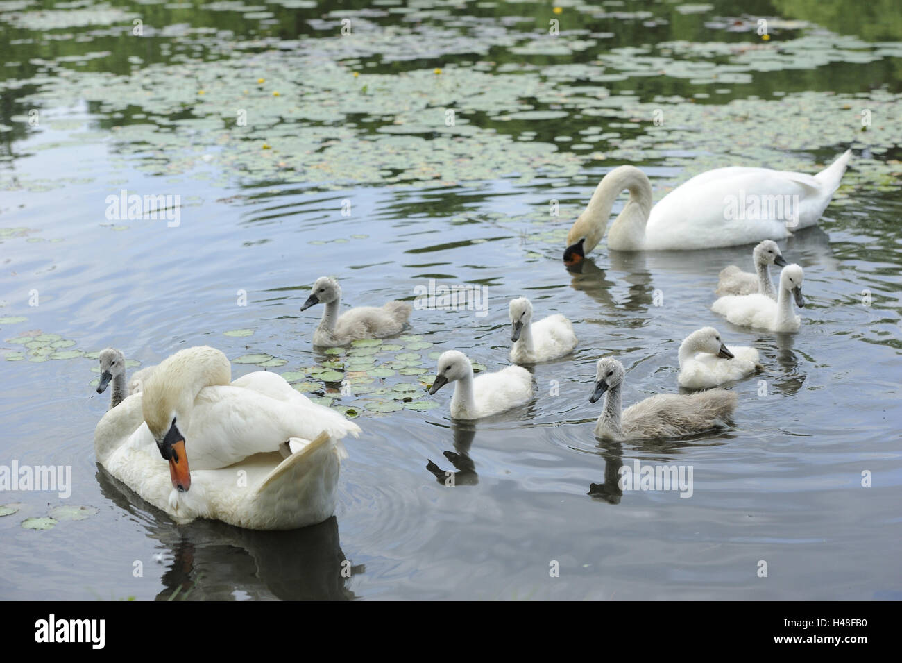 Mute swans, Cygnus olor, old animals with chicks Stock Photo - Alamy