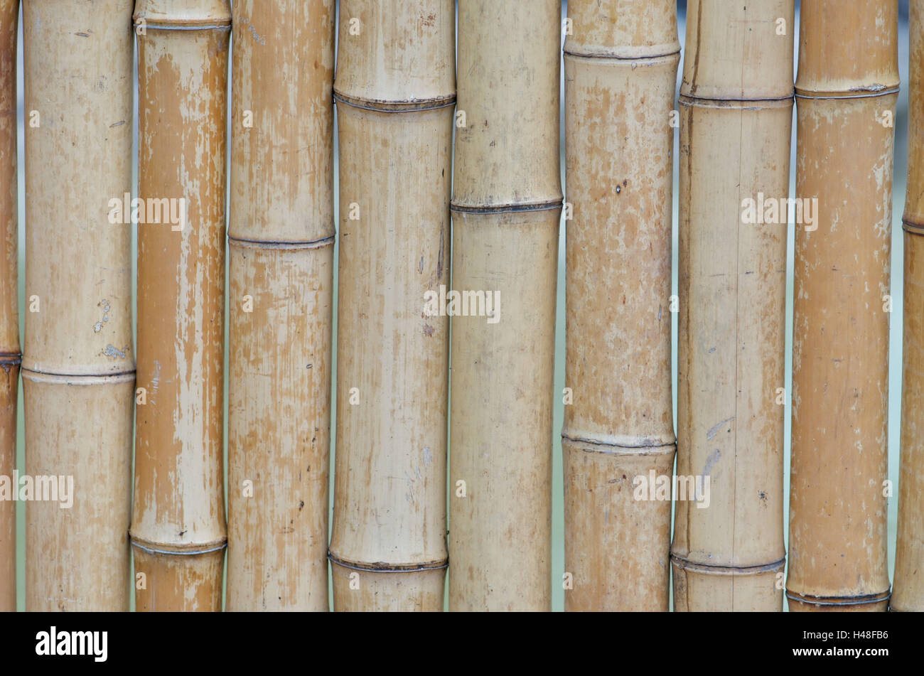 Bamboo canes, lined up, close-up, detail Stock Photo - Alamy