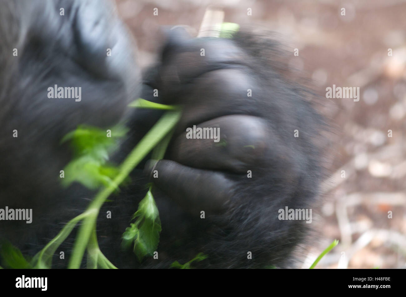 Gorilla, eat, medium close-up, blurs Stock Photo - Alamy