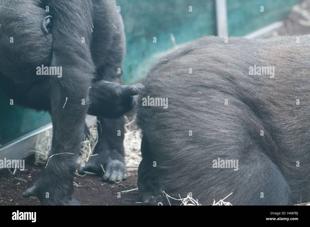 Gorilla, young animal examining back of an adult gorilla Stock Photo ...