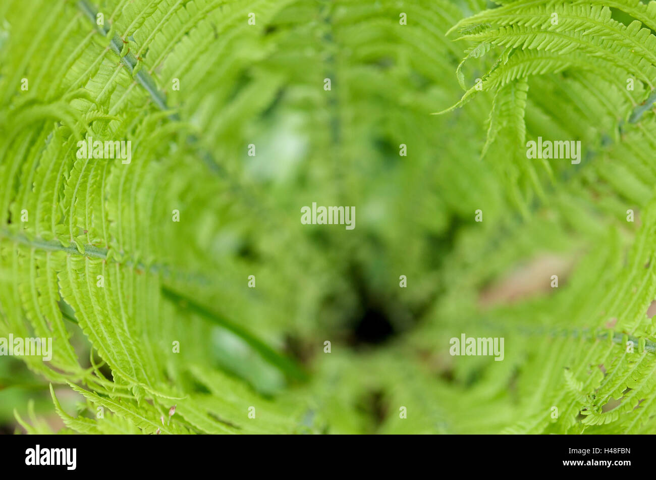 Fern plant on ground hi-res stock photography and images - Alamy