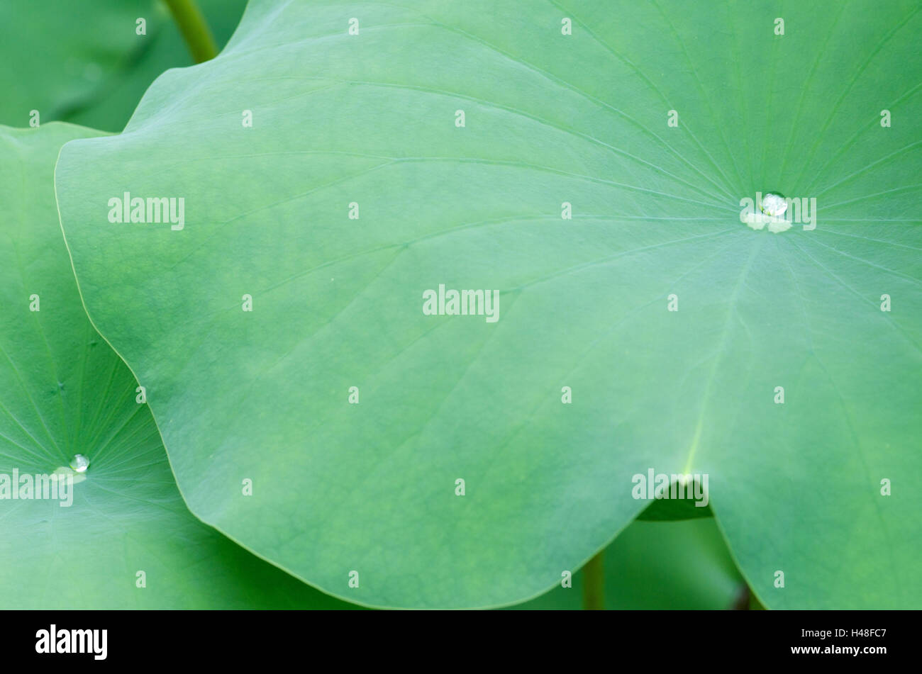Leaves of a Lotus flower drops water Stock Photo - Alamy