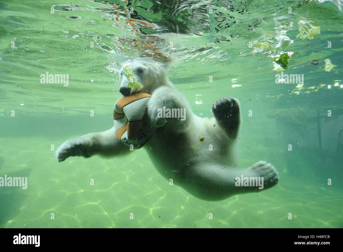 Polar bear, Ursus maritimus, young animal, underwater, skin-dive Stock ...