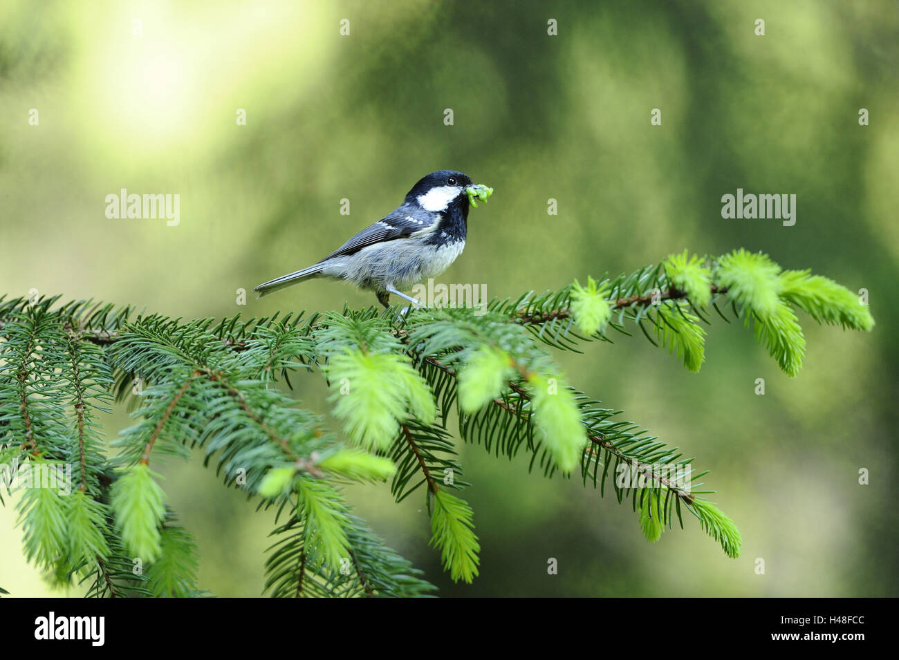 Coal tit, Periparus ater, Parus ater, spruce branch, side view, sitting ...