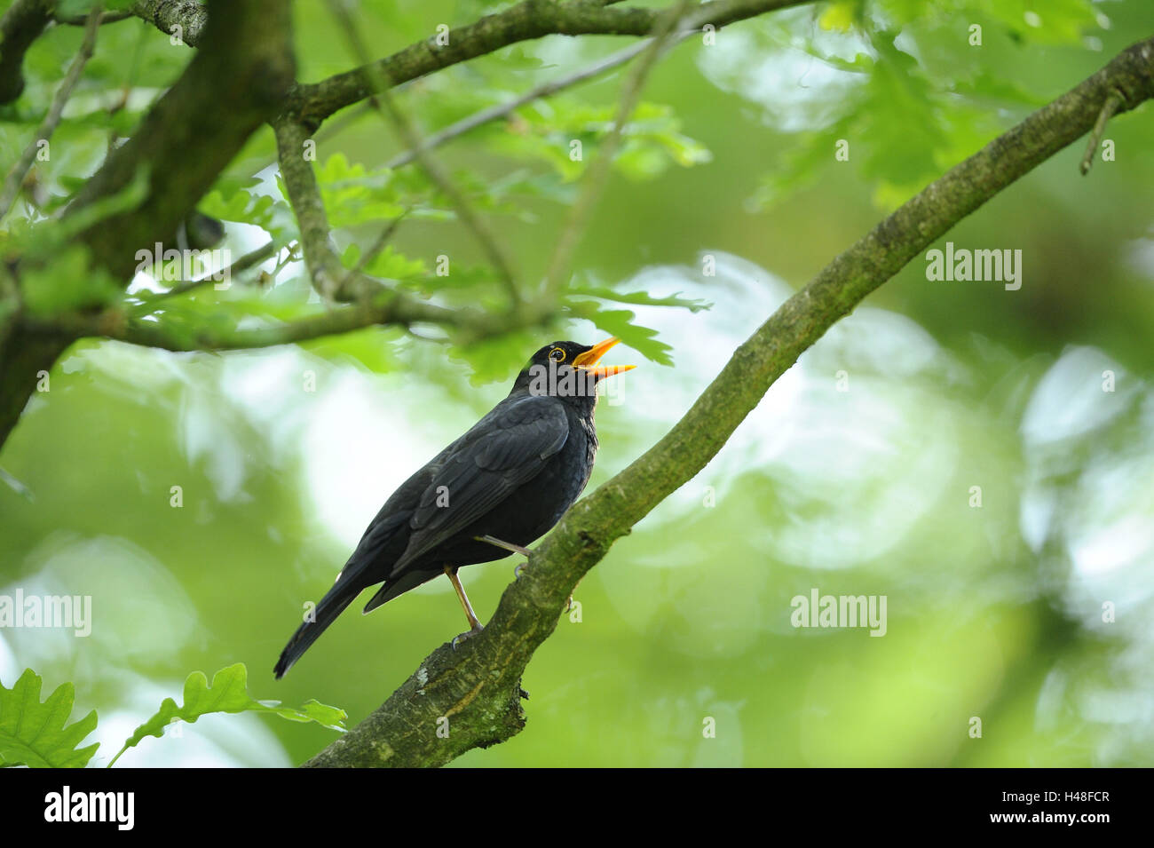 Blackbird, Turdus merula, male, branch, side view, standing, looking at ...