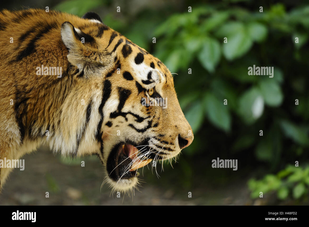 Siberian tiger, Panthera tigris altaica, portrait, side view Stock ...