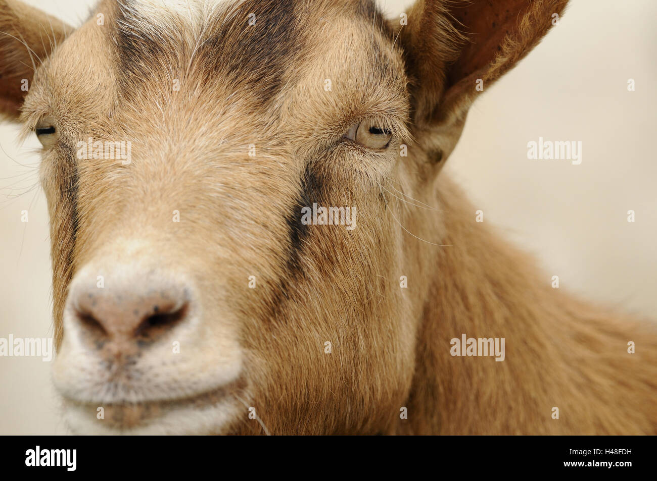 Domestic goat, Capra aegagrus hircus, portrait, front view, looking at ...