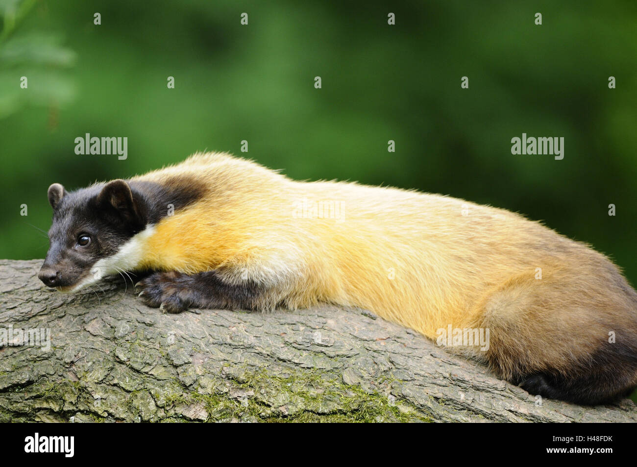 Marten Hunting Tree High Resolution Stock Photography and Images - Alamy