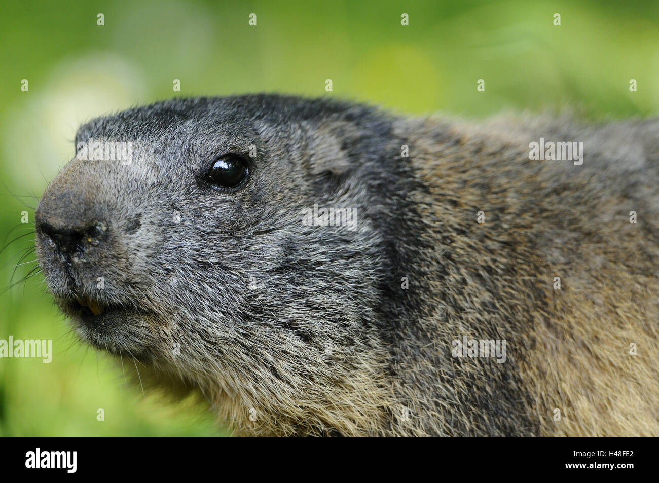 Marmot camera hi-res stock photography and images - Alamy