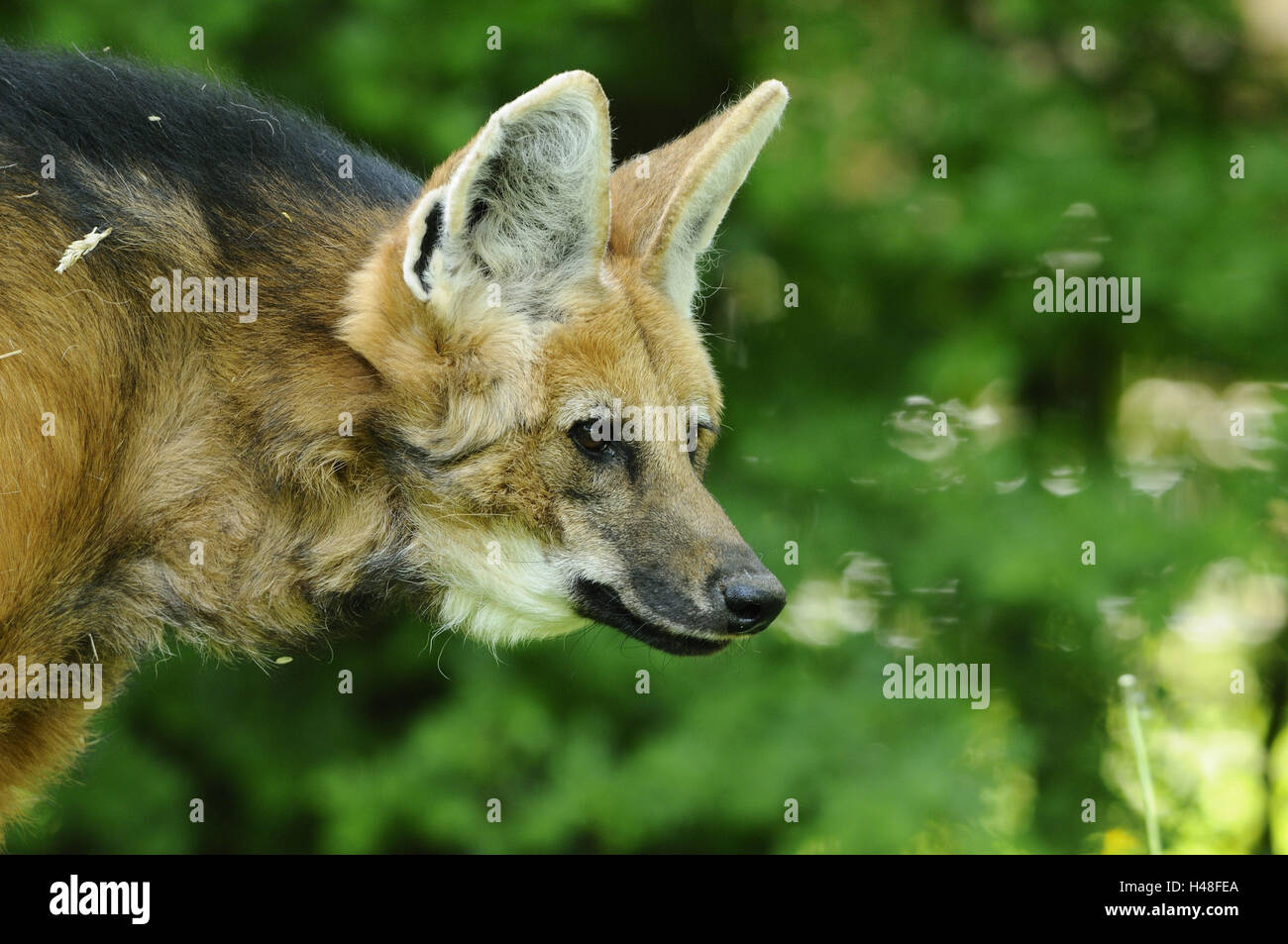 Maned Wolf Head