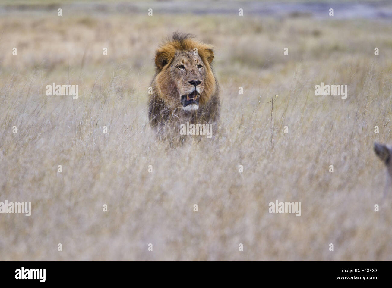 Lion, manly, steppe Stock Photo - Alamy