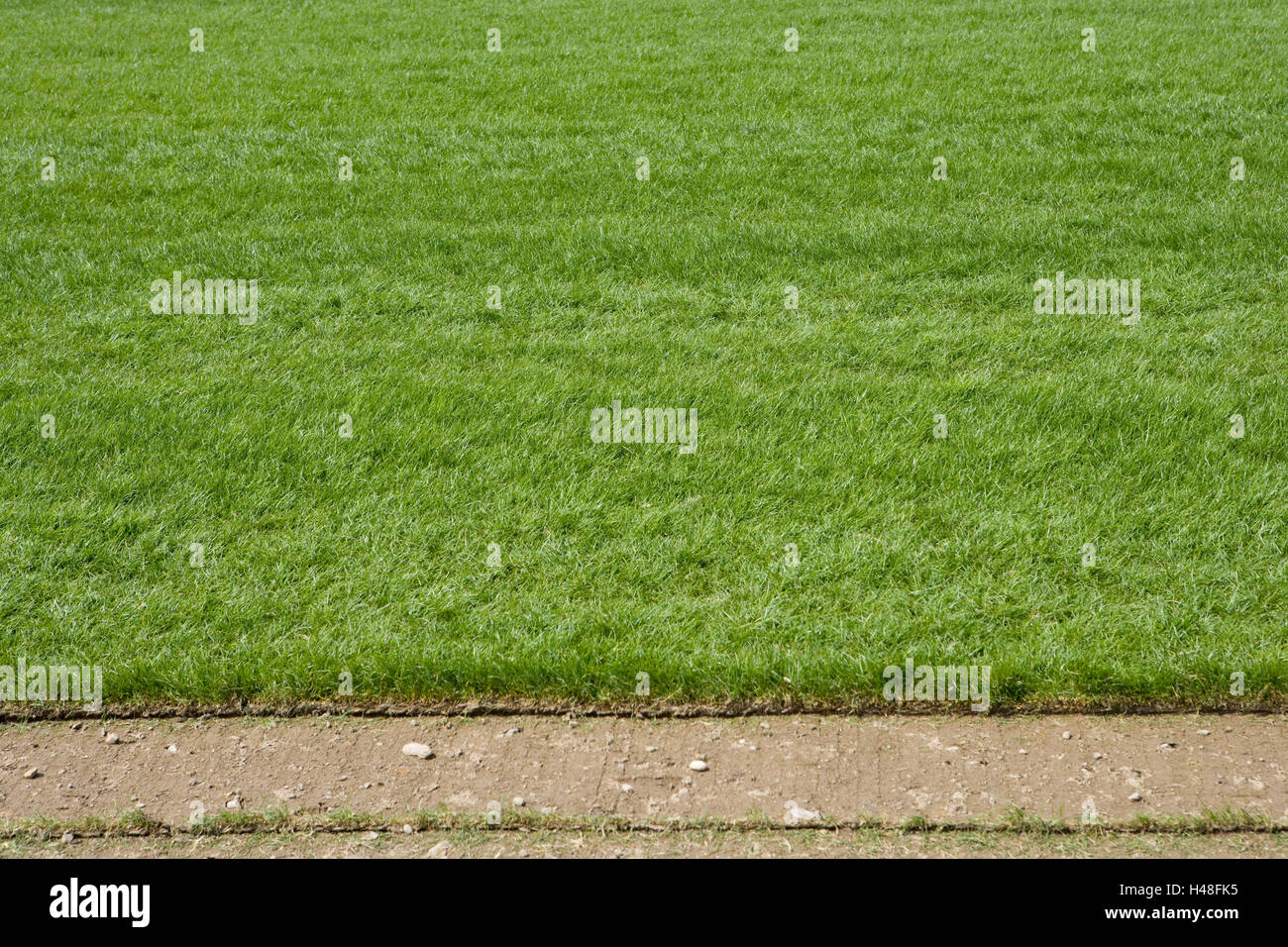 Meadow, rolling turf, lays, medium close-up Stock Photo - Alamy