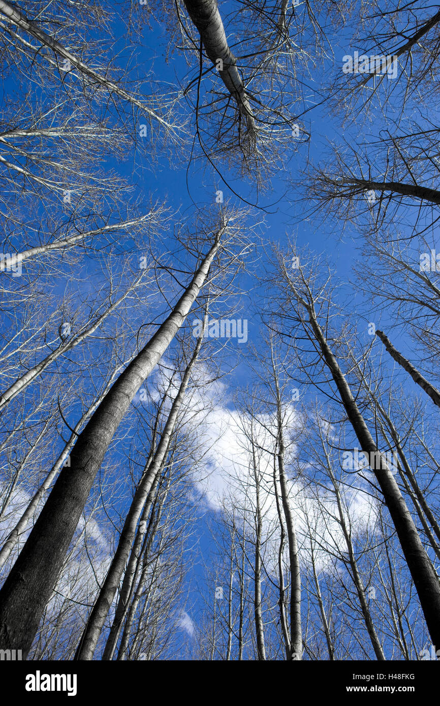 Bald deciduous trees hi-res stock photography and images - Alamy