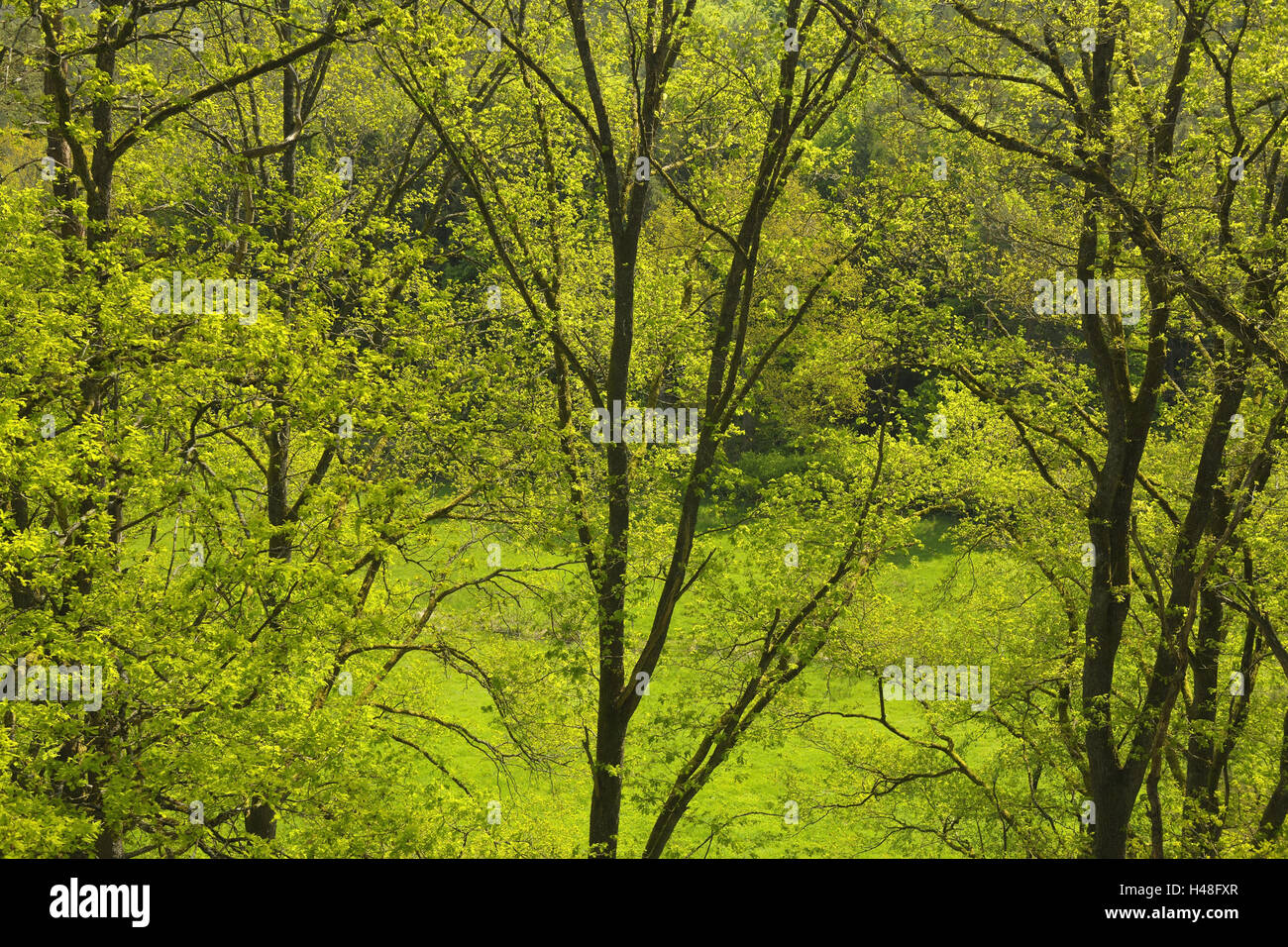 Wood, oaks, Quercus, spring Stock Photo - Alamy
