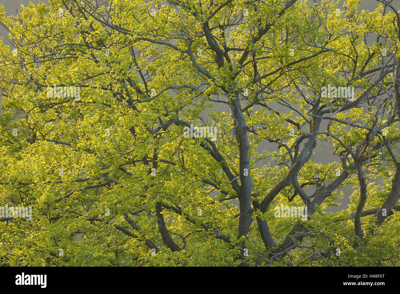 Oak, Quercus, tree top Stock Photo - Alamy