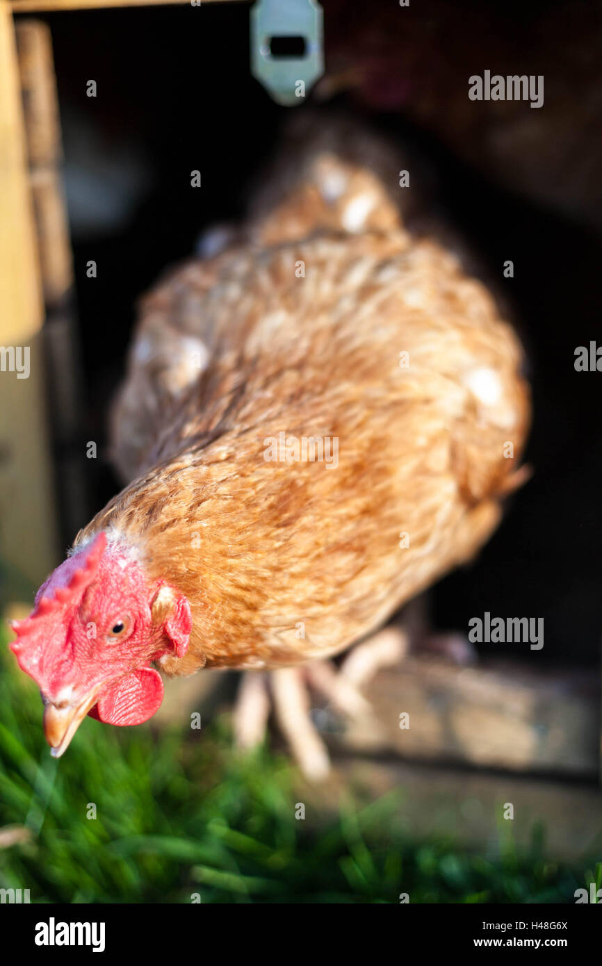Chickens free range hi-res stock photography and images - Alamy