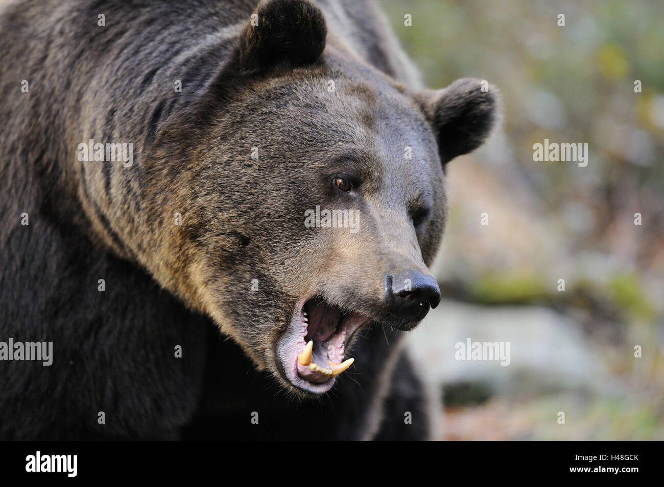 Yawn bear hi-res stock photography and images - Alamy