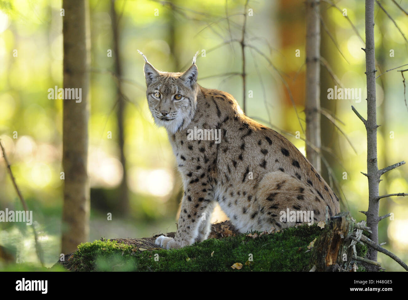 Eurasian lynx, Lynx lynx, rocks, side view, sitting, looking at camera ...