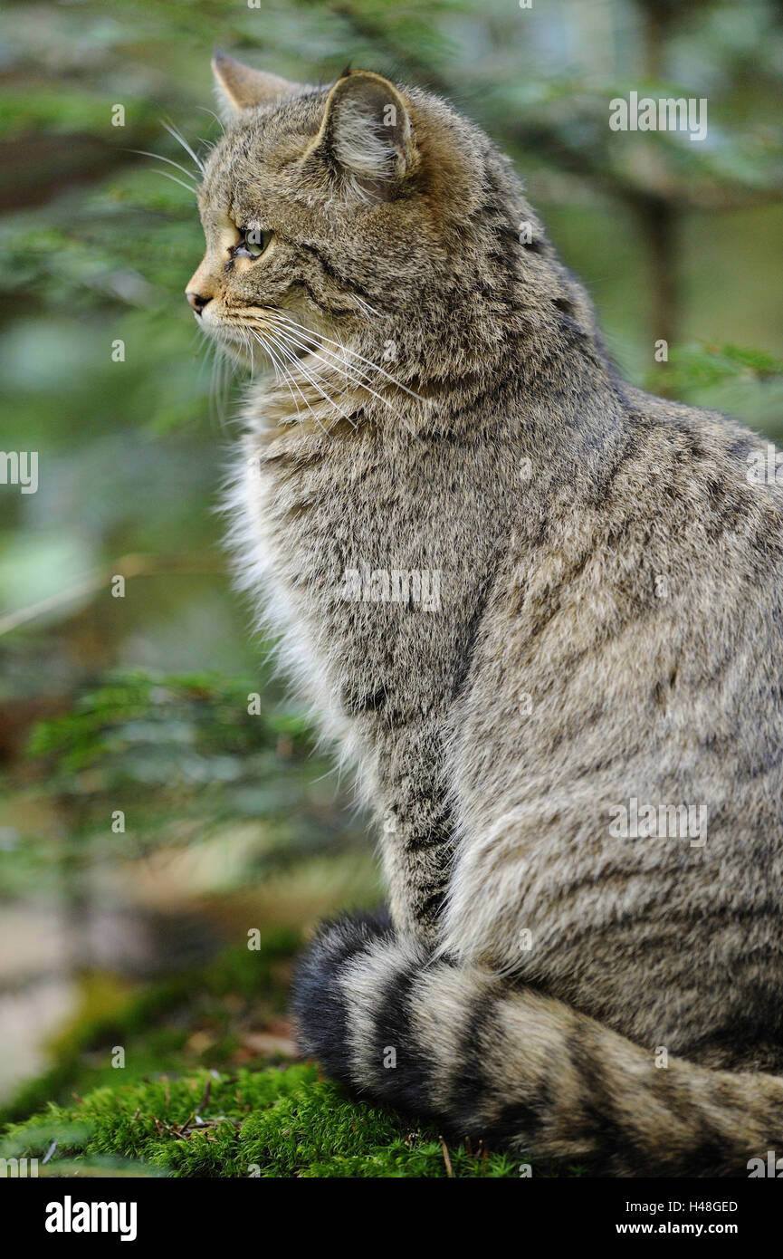 European wildcat, Felis silvestris silvestris, at the side, sit Stock ...