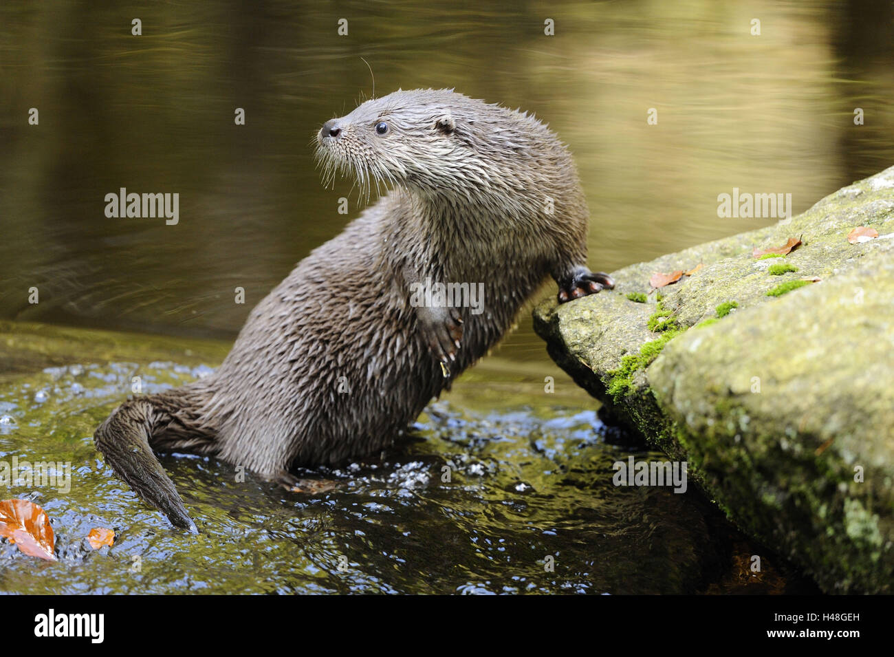 Otters standing up hi-res stock photography and images - Alamy