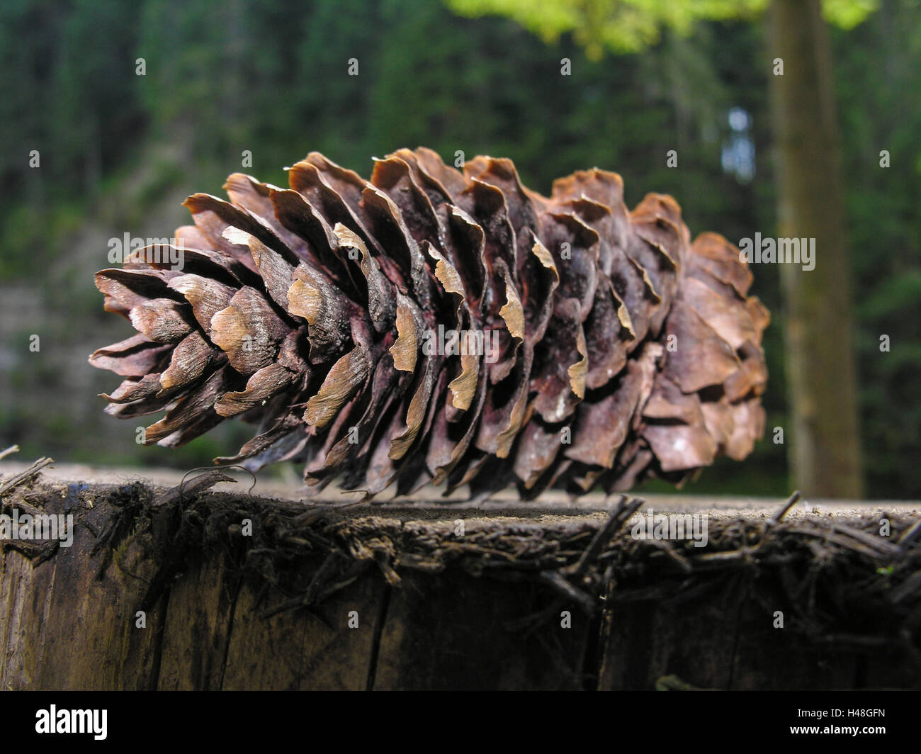 Fir cones on a tree stump Stock Photo - Alamy