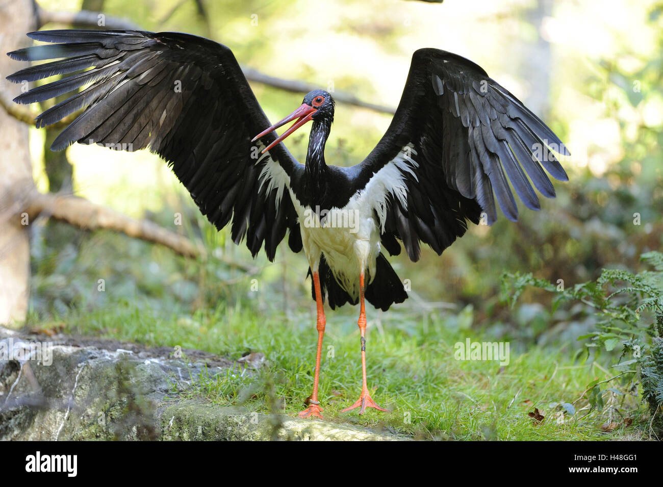 Black stork wings hi-res stock photography and images - Alamy