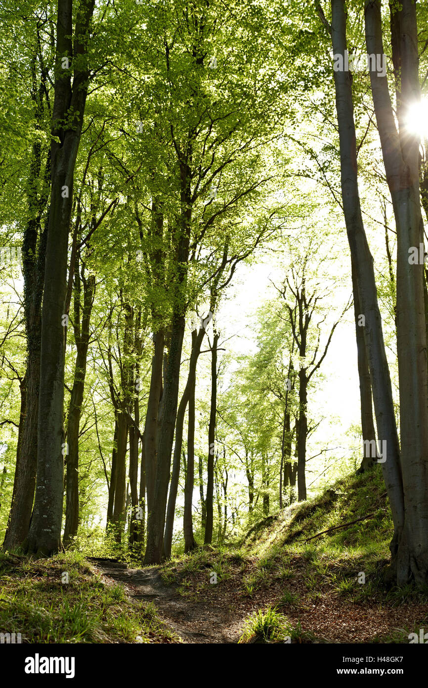 Deciduous forest, trees, spring, Germany, outside, Europe, leaves ...