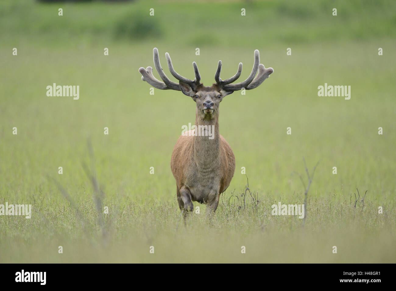 Red deer, Cervus elaphus, deer vaulting horse, meadow, head-on, run ...