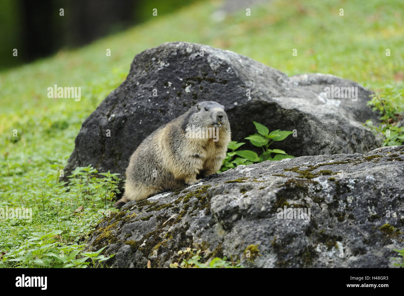 Alp groundhog, guard hold Stock Photo - Alamy