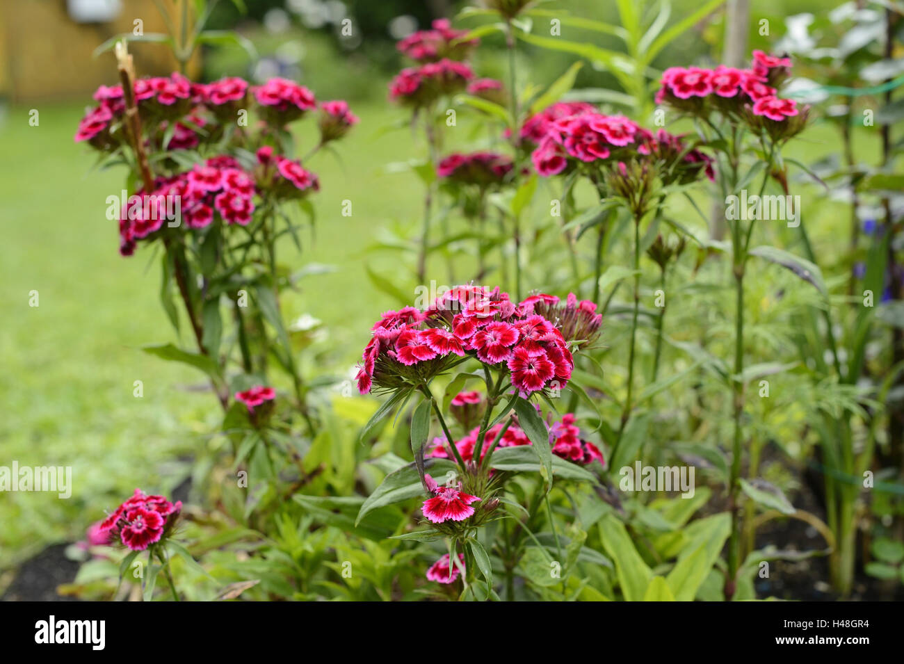 Chinese clove, Dianthus chinensis, blossoms Stock Photo - Alamy