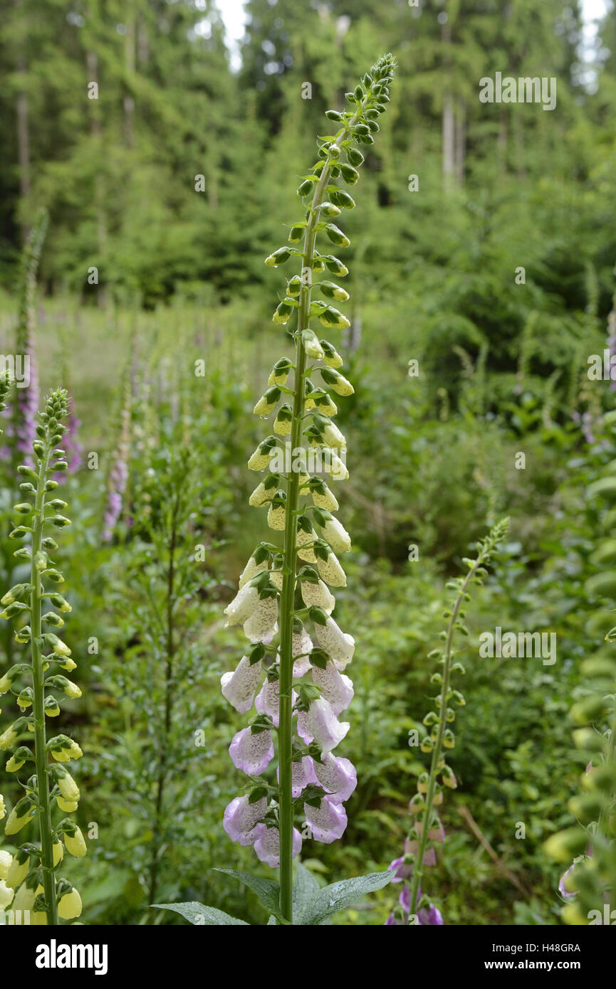 Red thimble, digitalis purpurea, blossom Stock Photo - Alamy