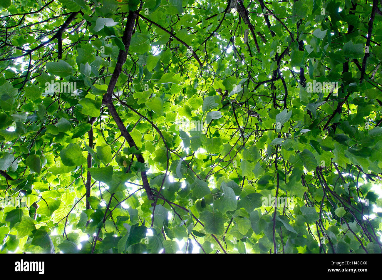 Branches, leaves hi-res stock photography and images - Alamy