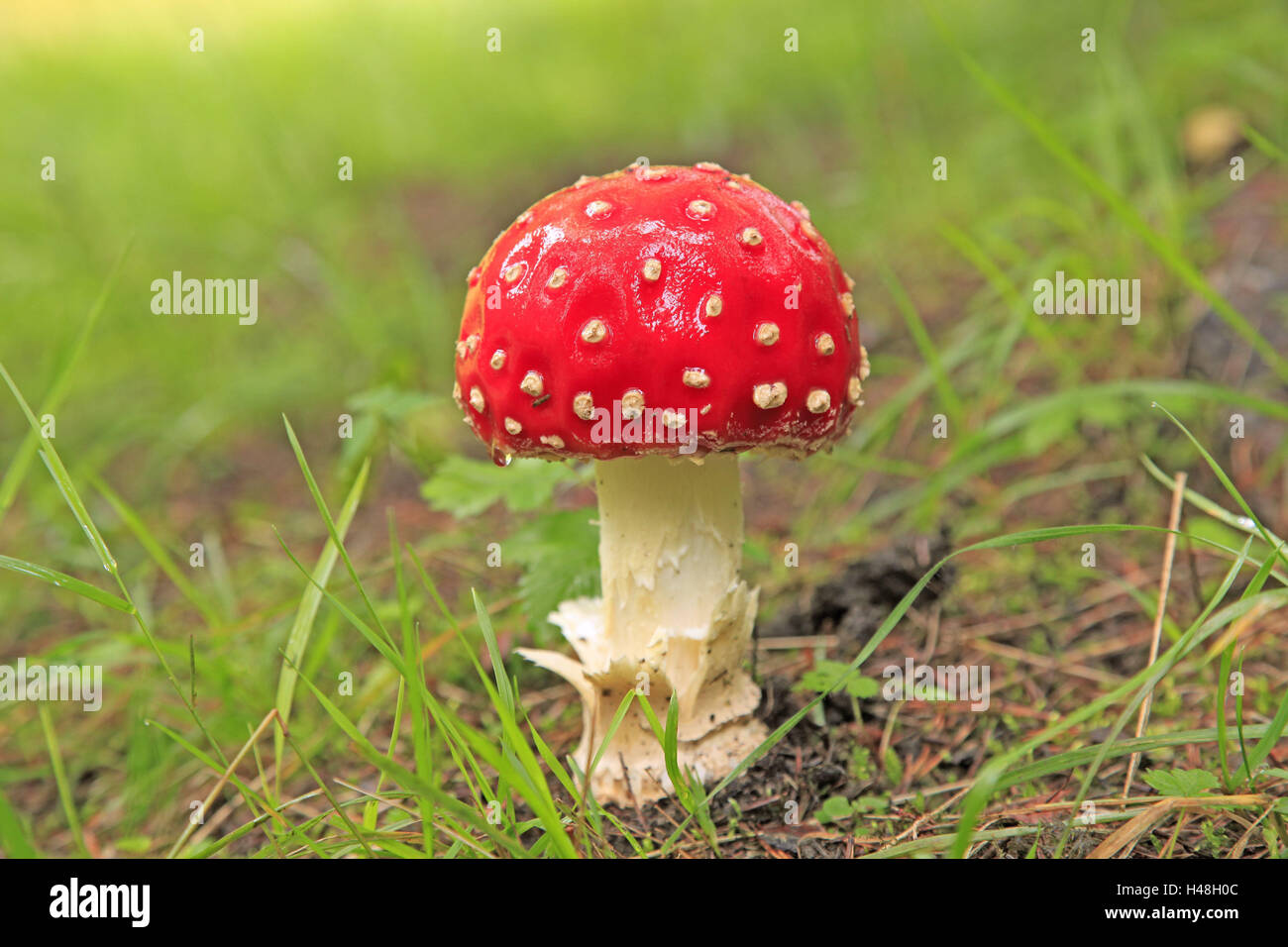 Toadstool, medium close-up Stock Photo - Alamy